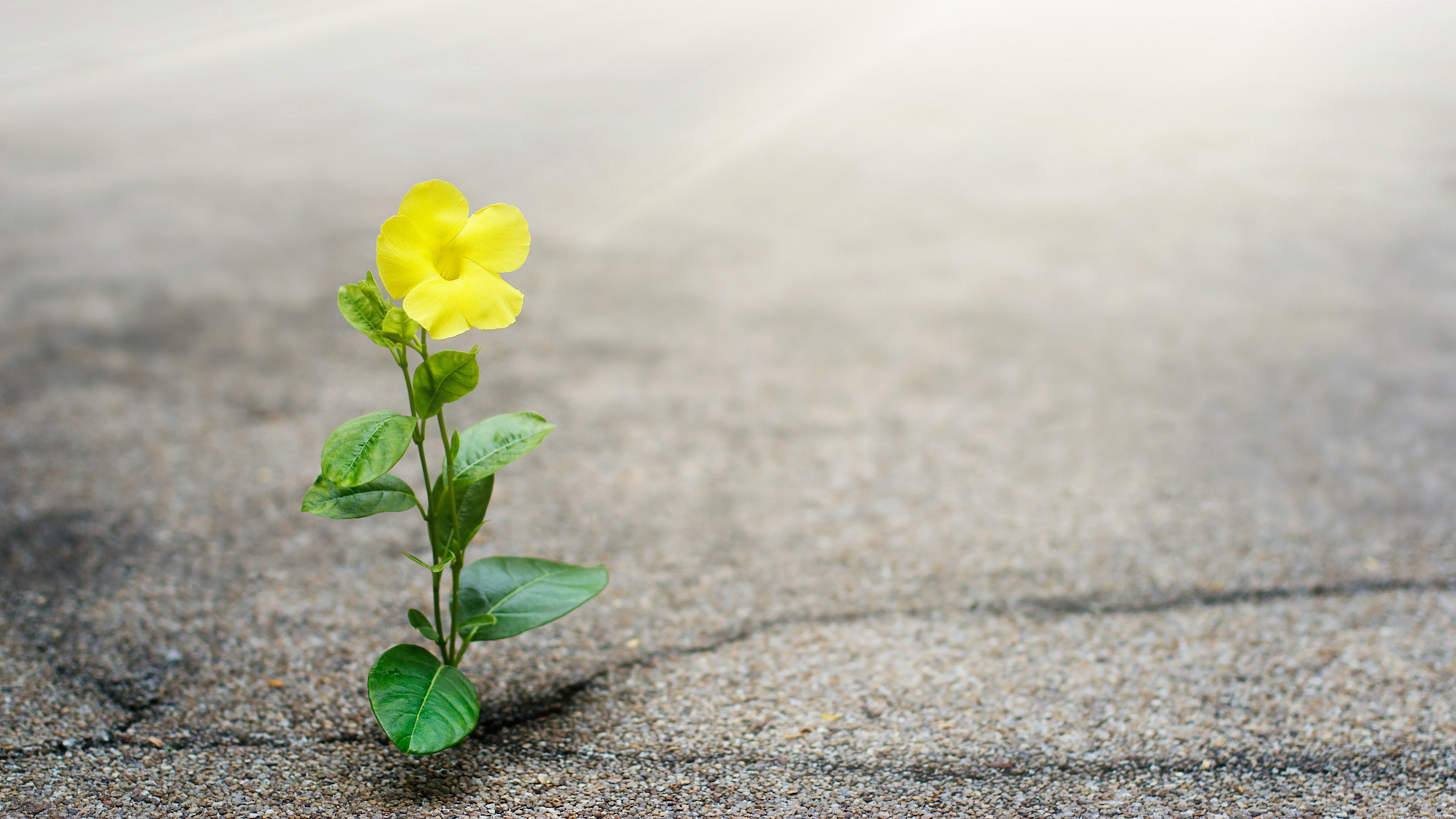 Small Business Owners Remain Hopeful Despite Economic Challenges | ICSC