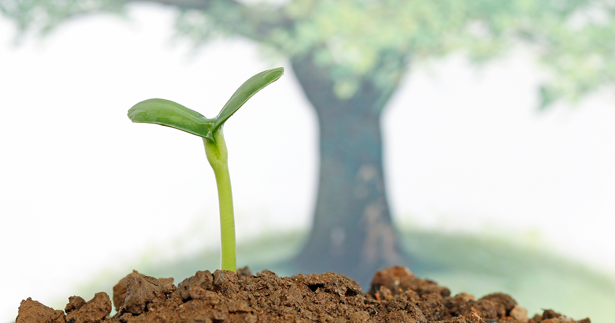 Thriving During Your Business’ First Year | ICSC